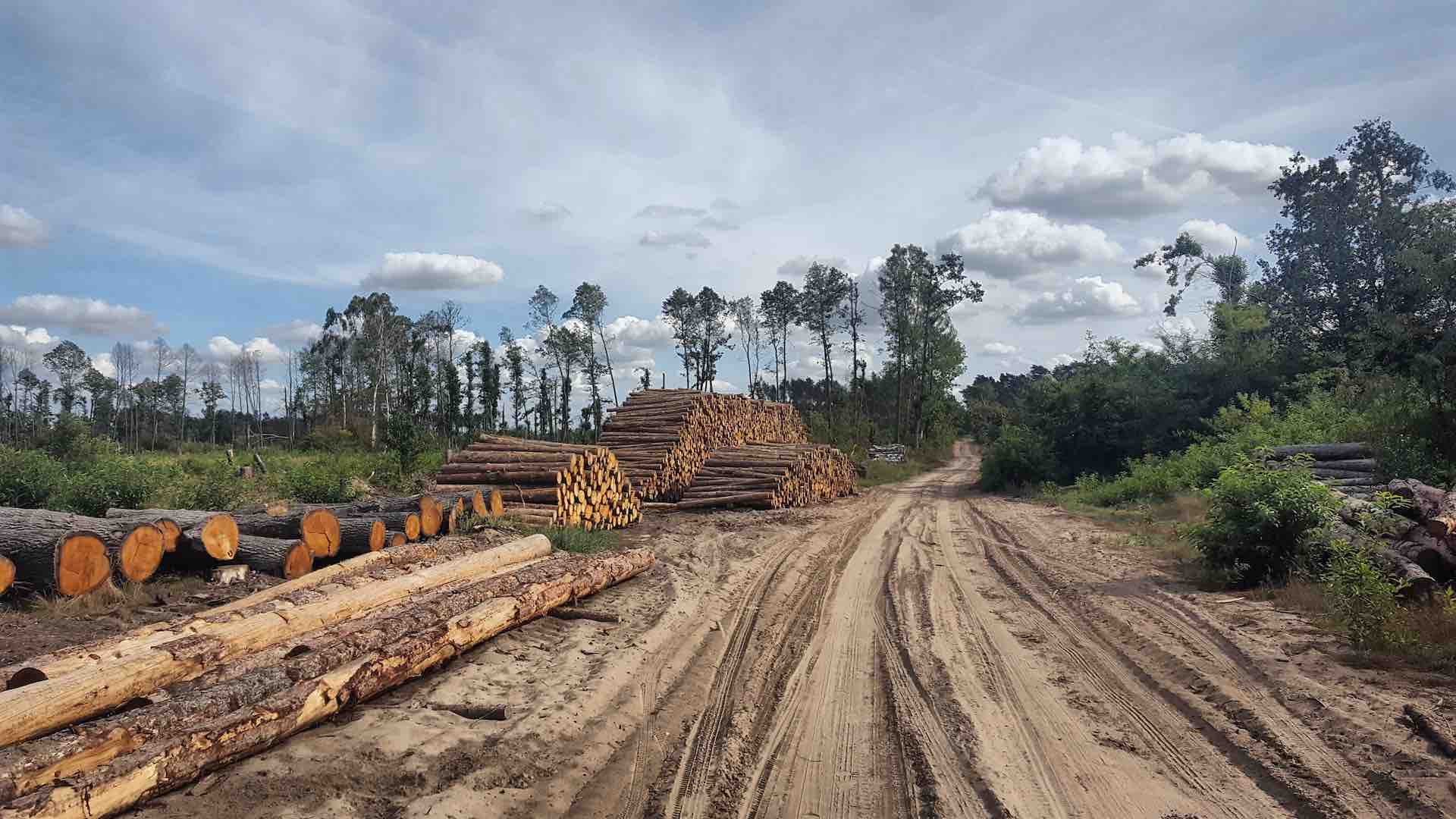 Deforestation rates remain 45% higher than climate goals in 2023 ...